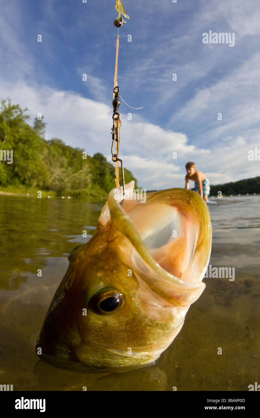 Cod fishing underwater hi-res stock photography and images - Alamy