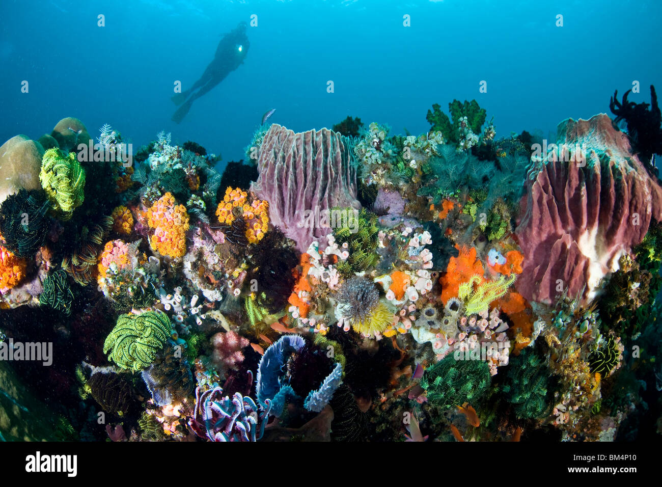 Colorful Reef and Diver, Komodo, Lesser Sunda Islands, Indonesia Stock ...