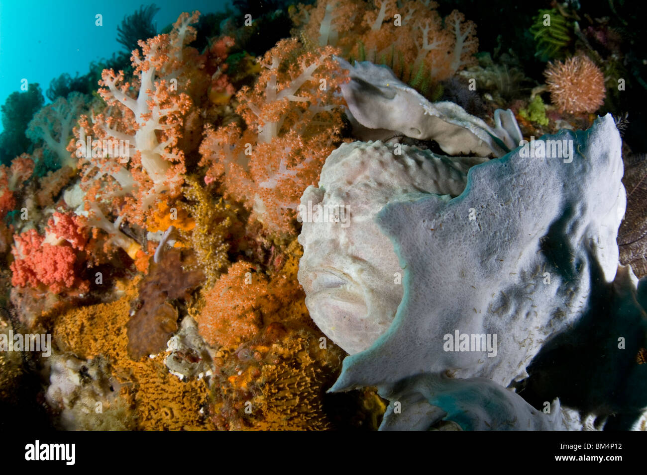 White Giant Frogfish in Reef, Antennarius commersoni, Komodo, Lesser ...