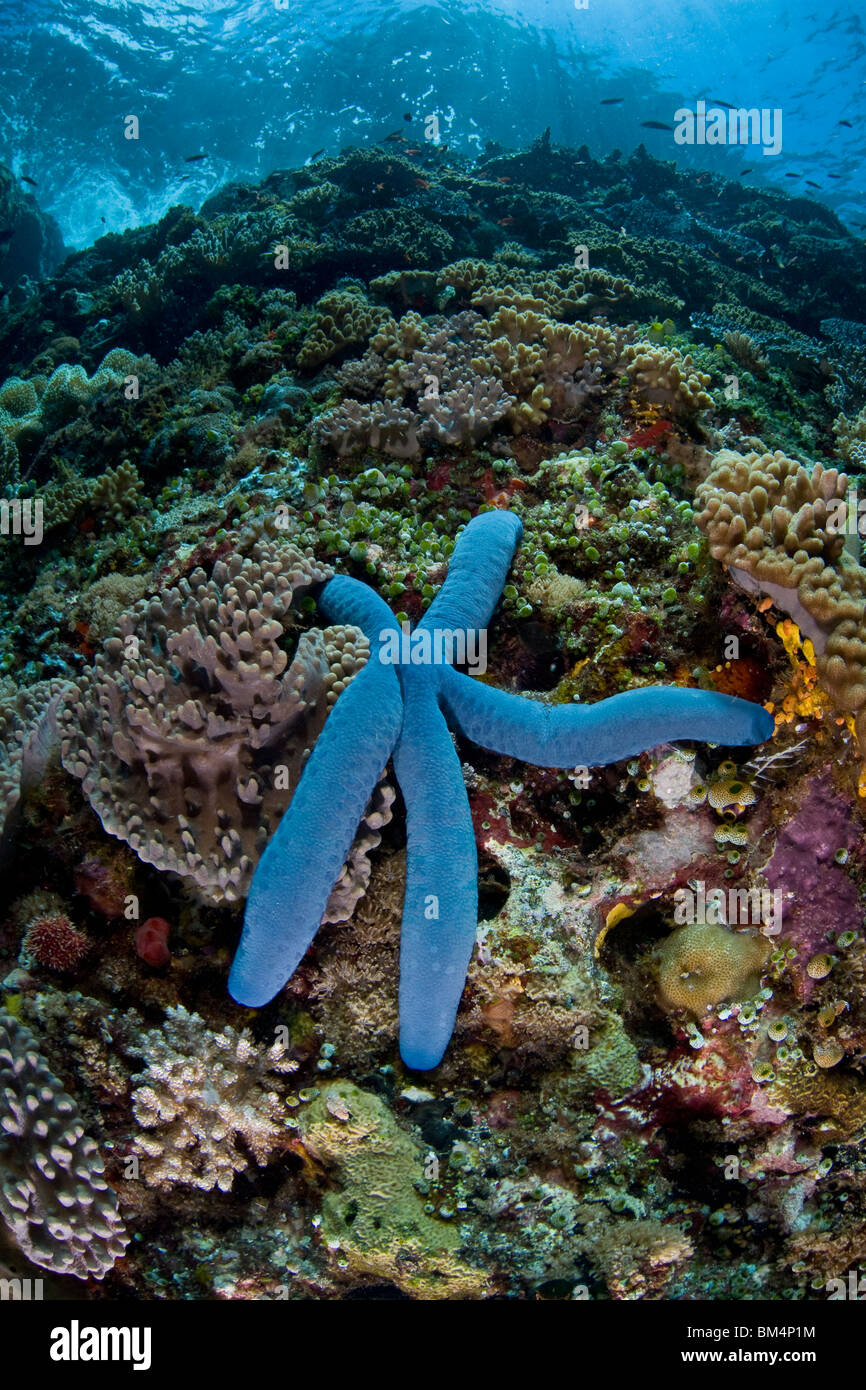 Blue Starfish in Coral Reef, Linckia laevigata, Komodo, Lesser Sunda ...