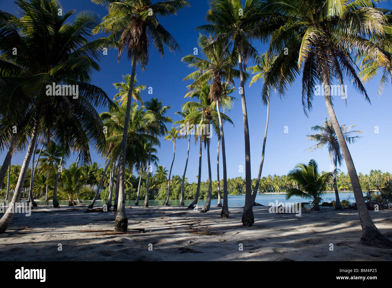 Coconut Palms on Moorea, Cocos nucifera, Moorea, French Polynesia Stock ...