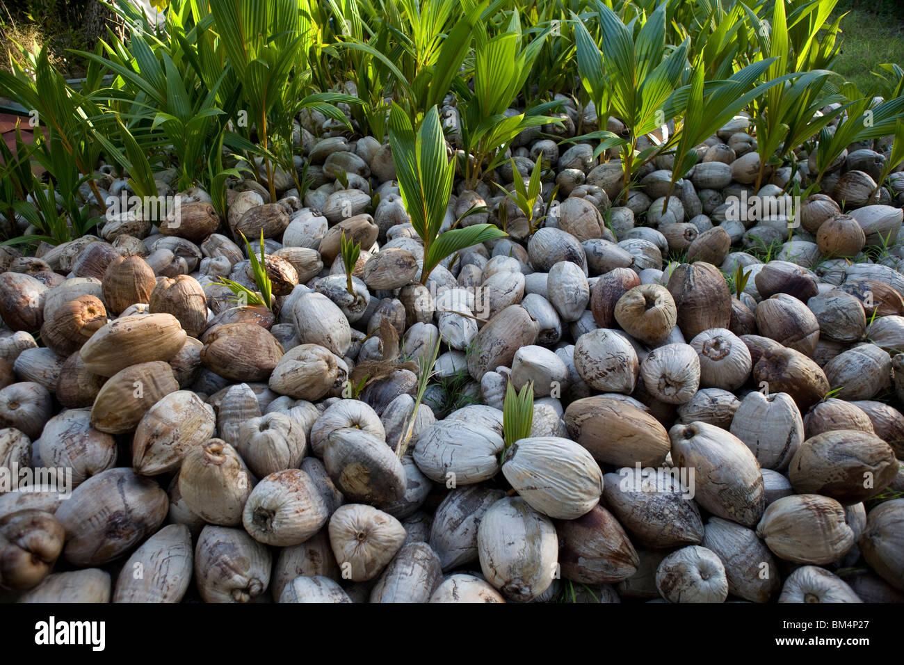 Coconut Palms on Moorea, Cocos nucifera, Moorea, French Polynesia Stock ...