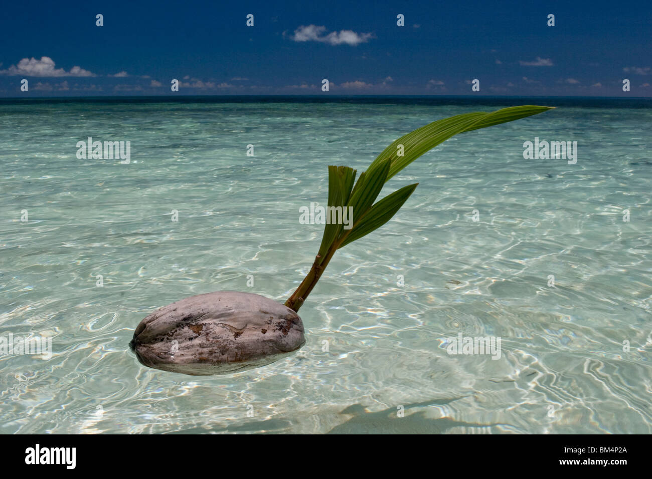 Palm tree coconuts lagoon hi-res stock photography and images - Alamy
