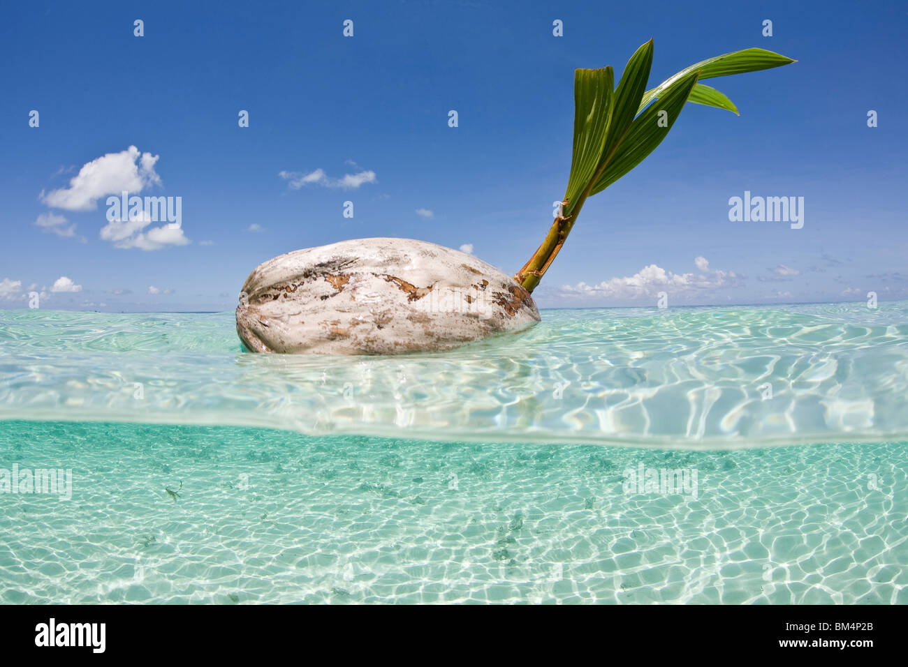 Germinated Coconut floats in Lagoon, Cocos nucifera, Micronesia, Palau ...