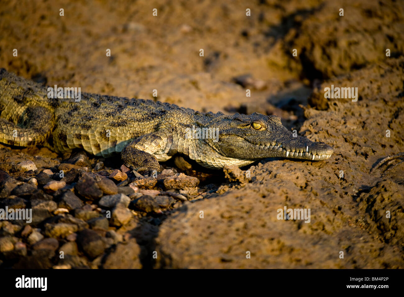 Young Nile Crocodile Crocodylus Niloticus Stock Photos & Young Nile ...