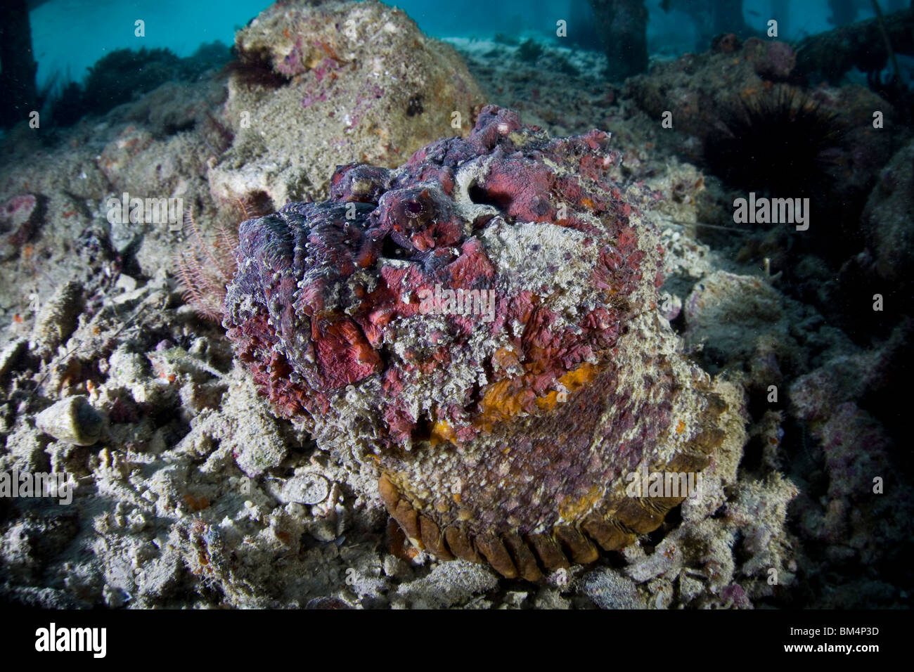 Venemous Reef Stonefish, Synanceia verrucosa, Raja Ampa, West Papua ...