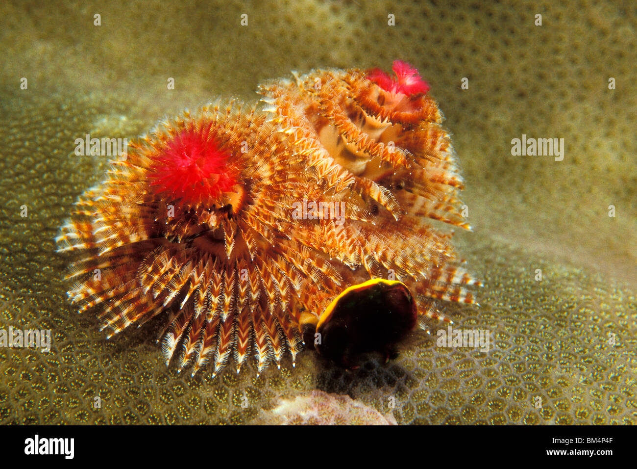 Spirobranchus giganteus hi-res stock photography and images - Alamy