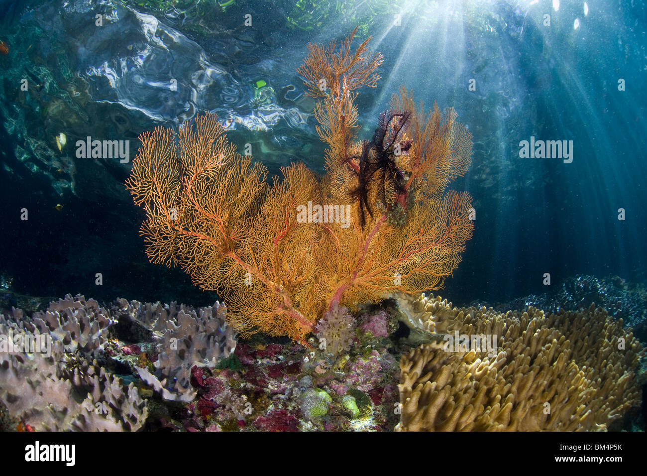 Yellow Seafan in Coral Reef, Melithaea sp., Raja Ampa, West Papua ...
