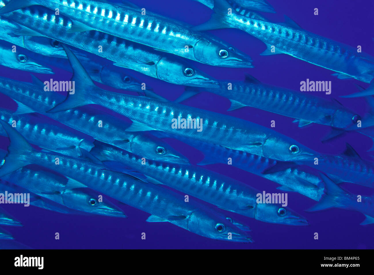 Juvenile Barracudas schooling, Sphyraena barracuda, South Pacific ...