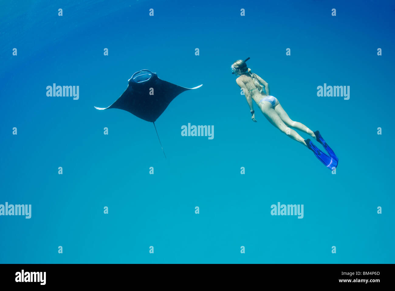 Woman swimming with Manta, Manta birostris, Raja Ampa, West Papua ...