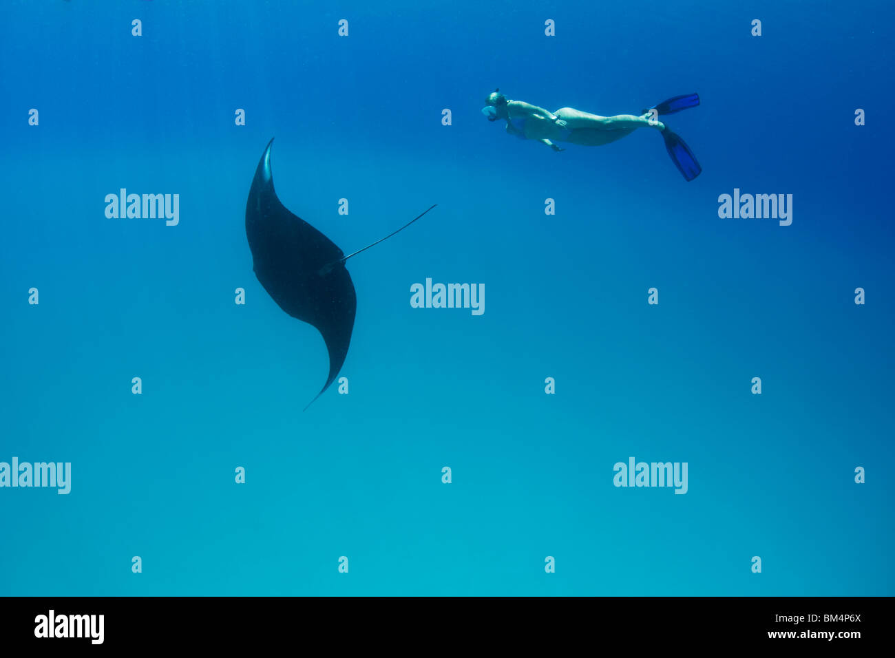 Woman swimming with Manta, Manta birostris, Raja Ampa, West Papua ...