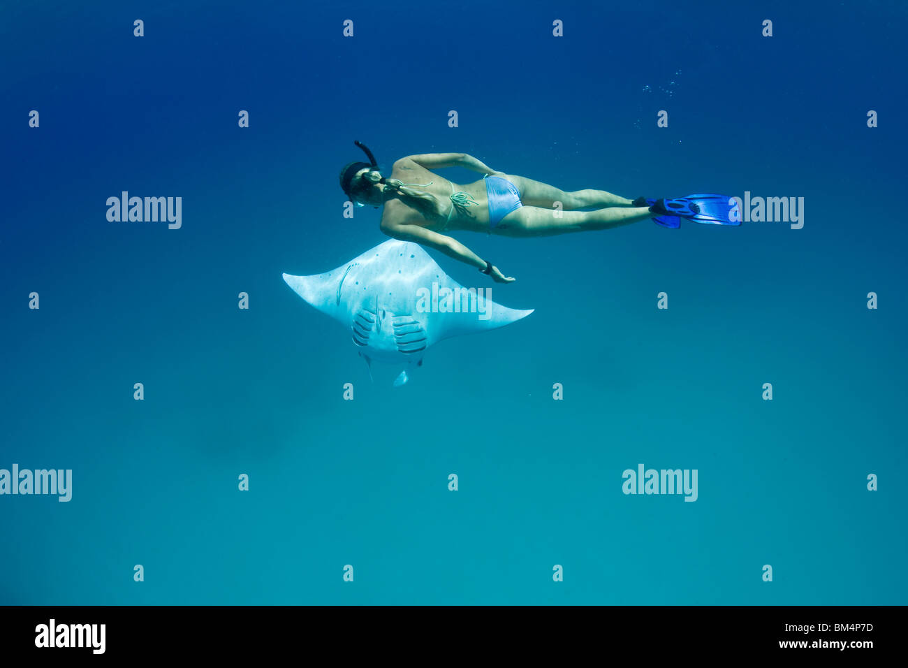 Woman swimming with Manta, Manta birostris, Raja Ampa, West Papua ...