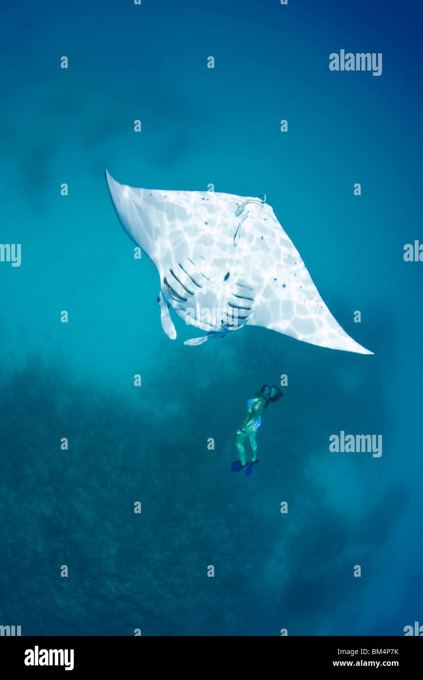 Woman swimming with Manta, Manta birostris, Raja Ampa, West Papua ...