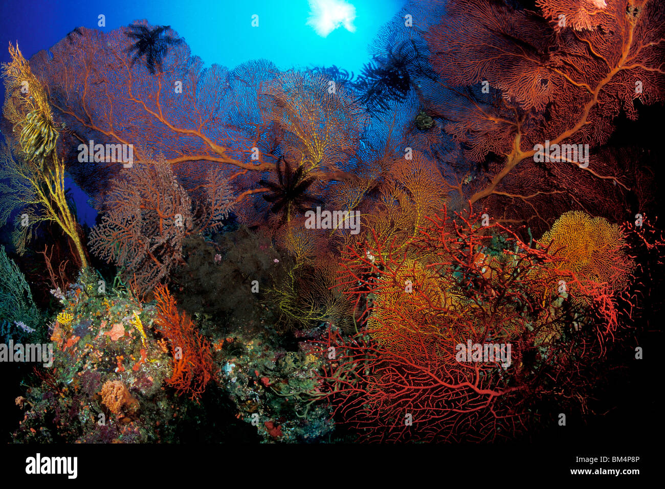 Solomones hi-res stock photography and images - Alamy