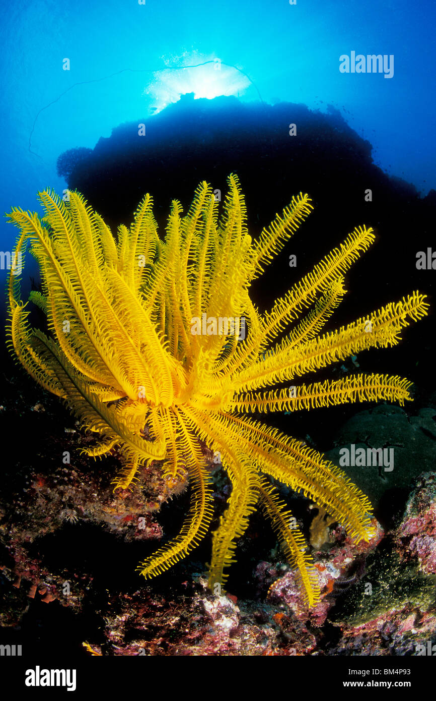 Yellow crinoid solomones islands hi-res stock photography and images ...