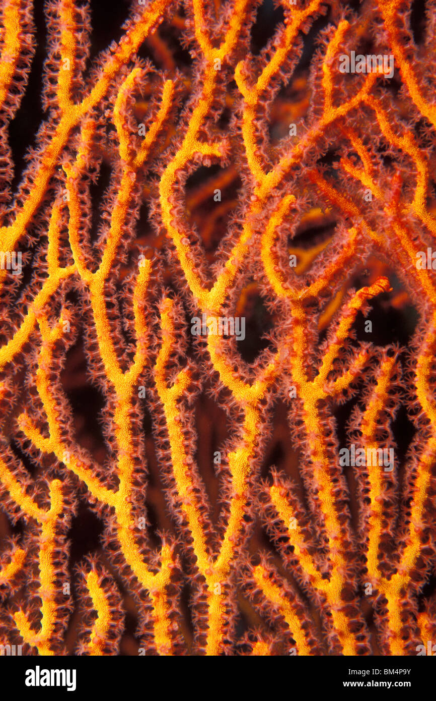 Polyp structures hi-res stock photography and images - Alamy