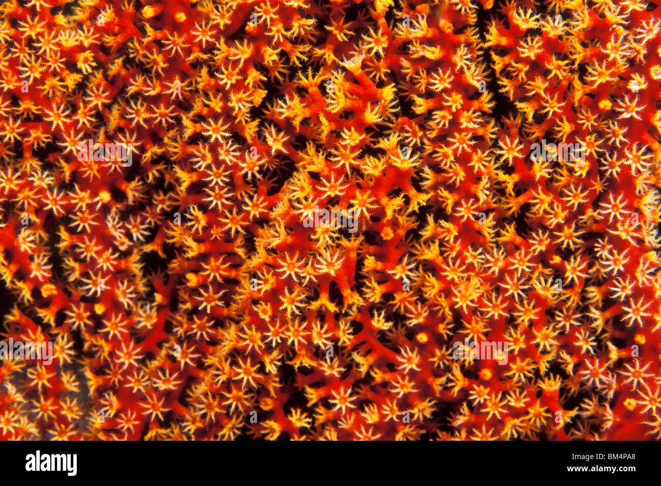 Coral polyp solomon islands hi-res stock photography and images - Alamy