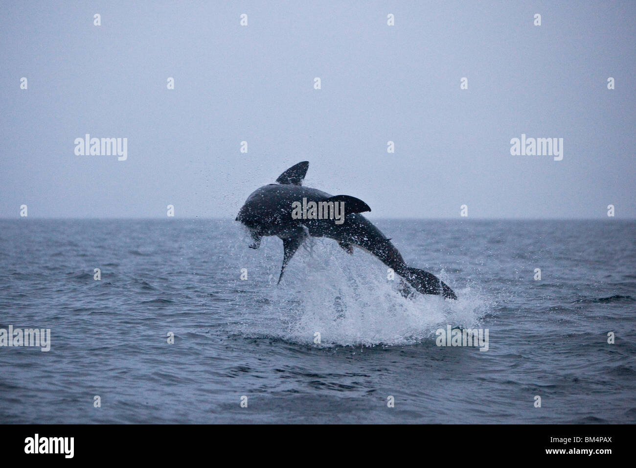 Great white shark breaching hi-res stock photography and images - Alamy