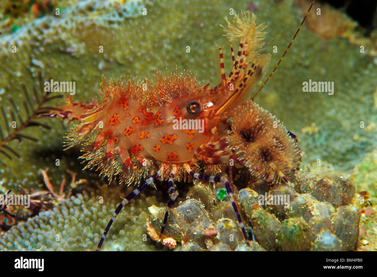 Saron sp hi-res stock photography and images - Alamy