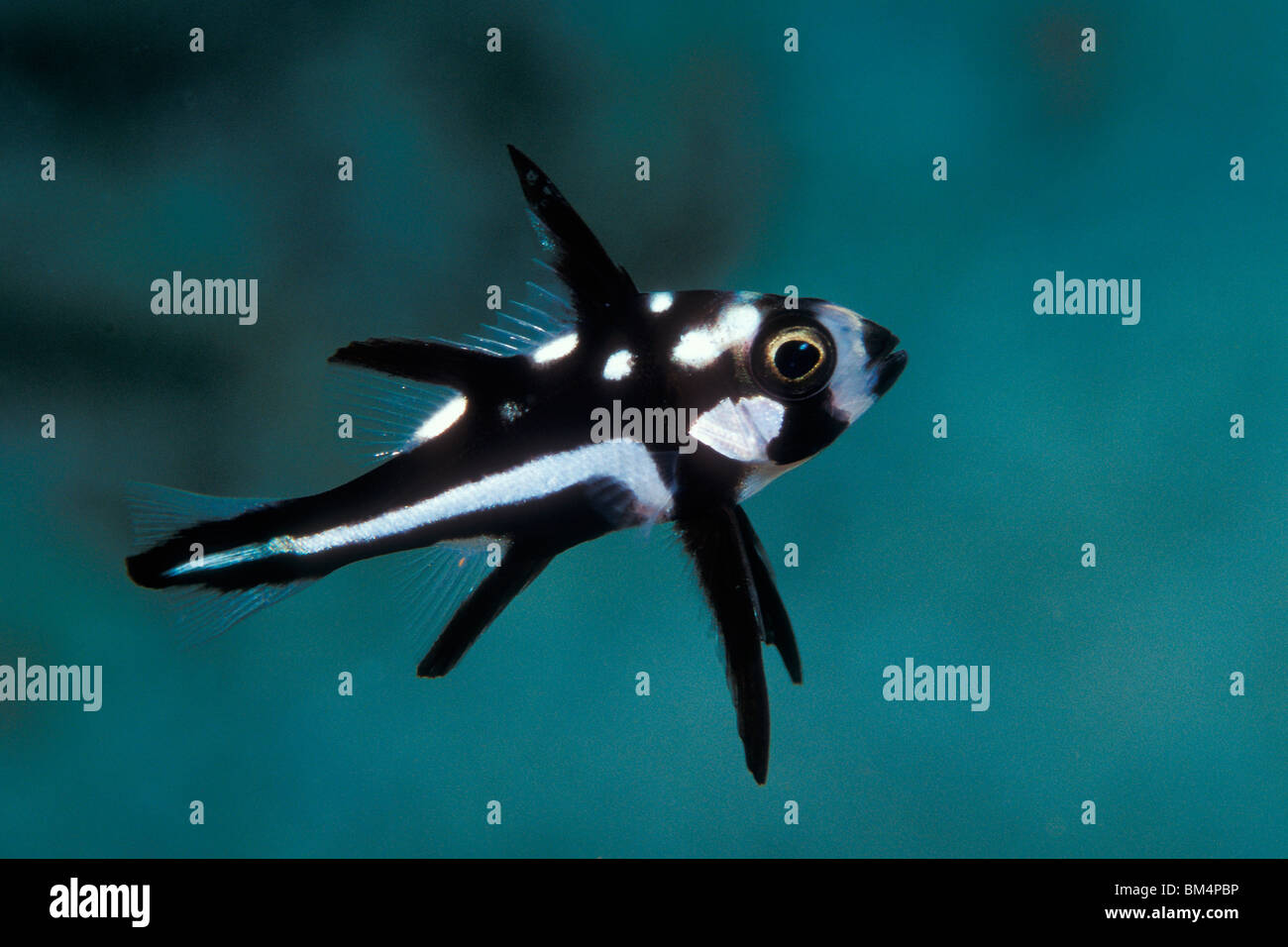 Juvenile Black and White Snapper, Macolor macularis, South Pacific ...