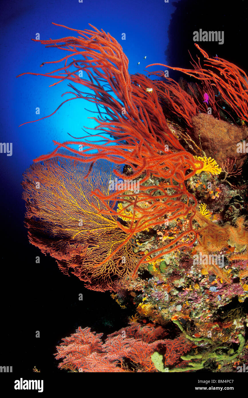 Coral Reef with Gorgonians, Gorgonaria, South Pacific, Solomones ...