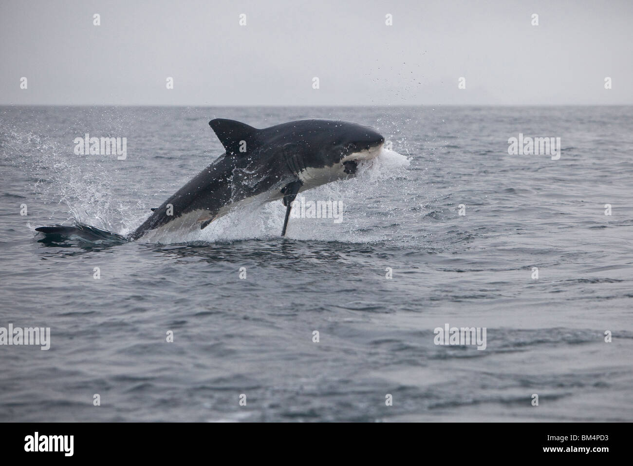 Great white shark breaching hi-res stock photography and images - Alamy