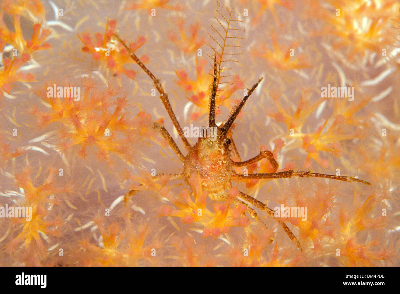 Solomon sea close up on hi-res stock photography and images - Alamy