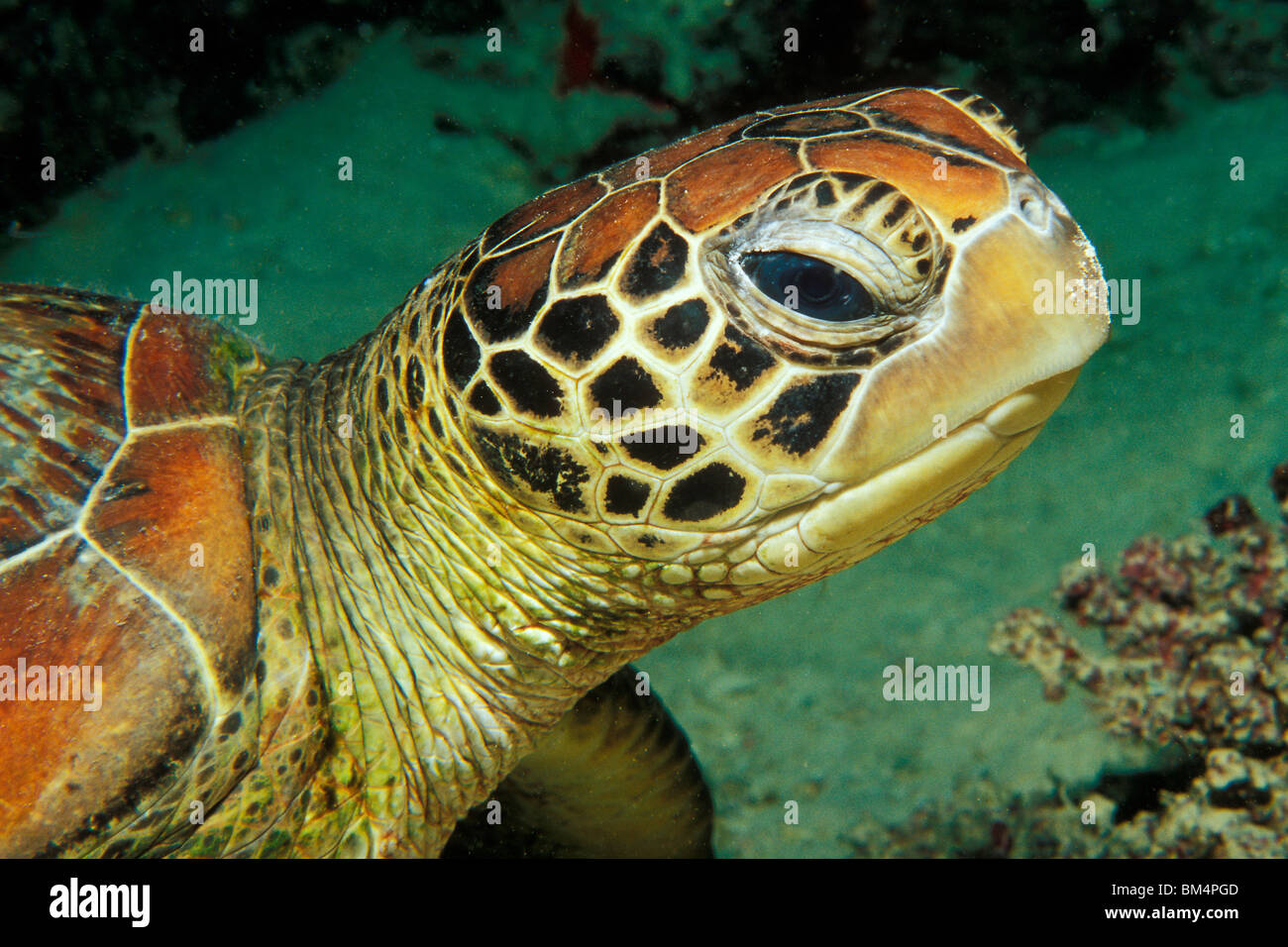 South pacific ocean turtles hi-res stock photography and images - Alamy
