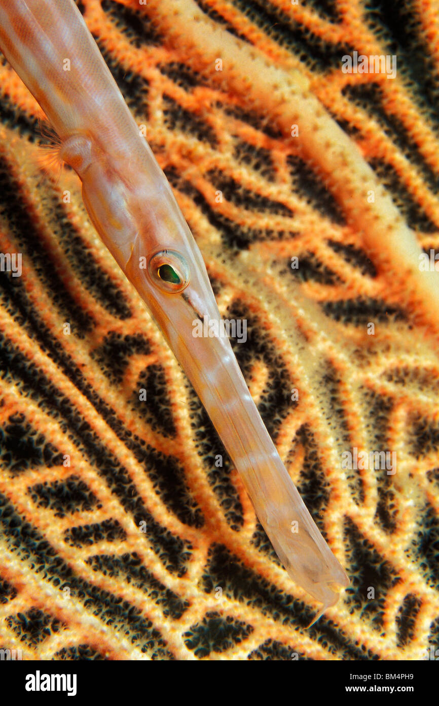 Aulostomus chinensis hi-res stock photography and images - Alamy