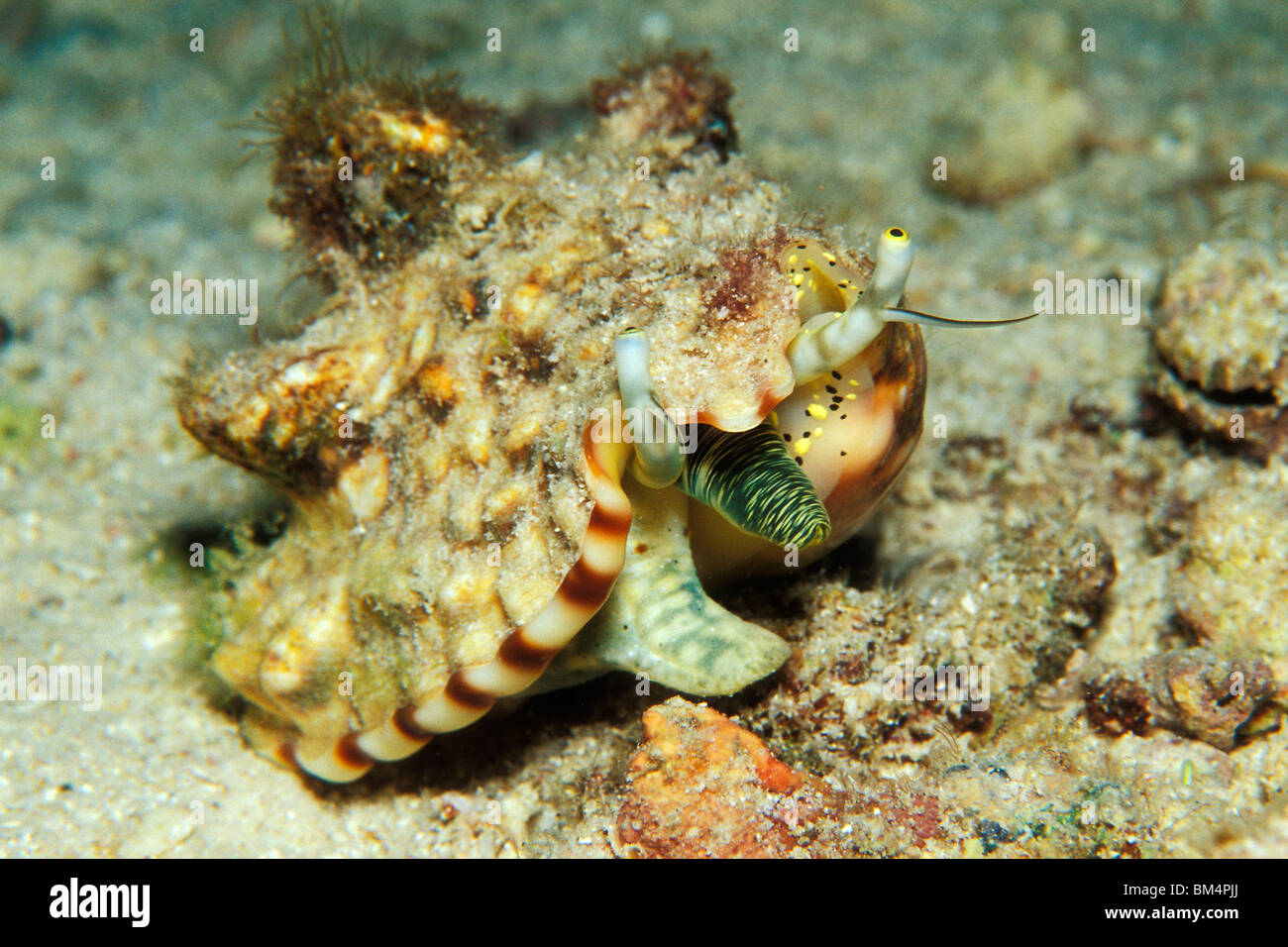 Strombus Shell, Strombus sp., Phuket, Andaman Sea, Thailand Stock Photo ...