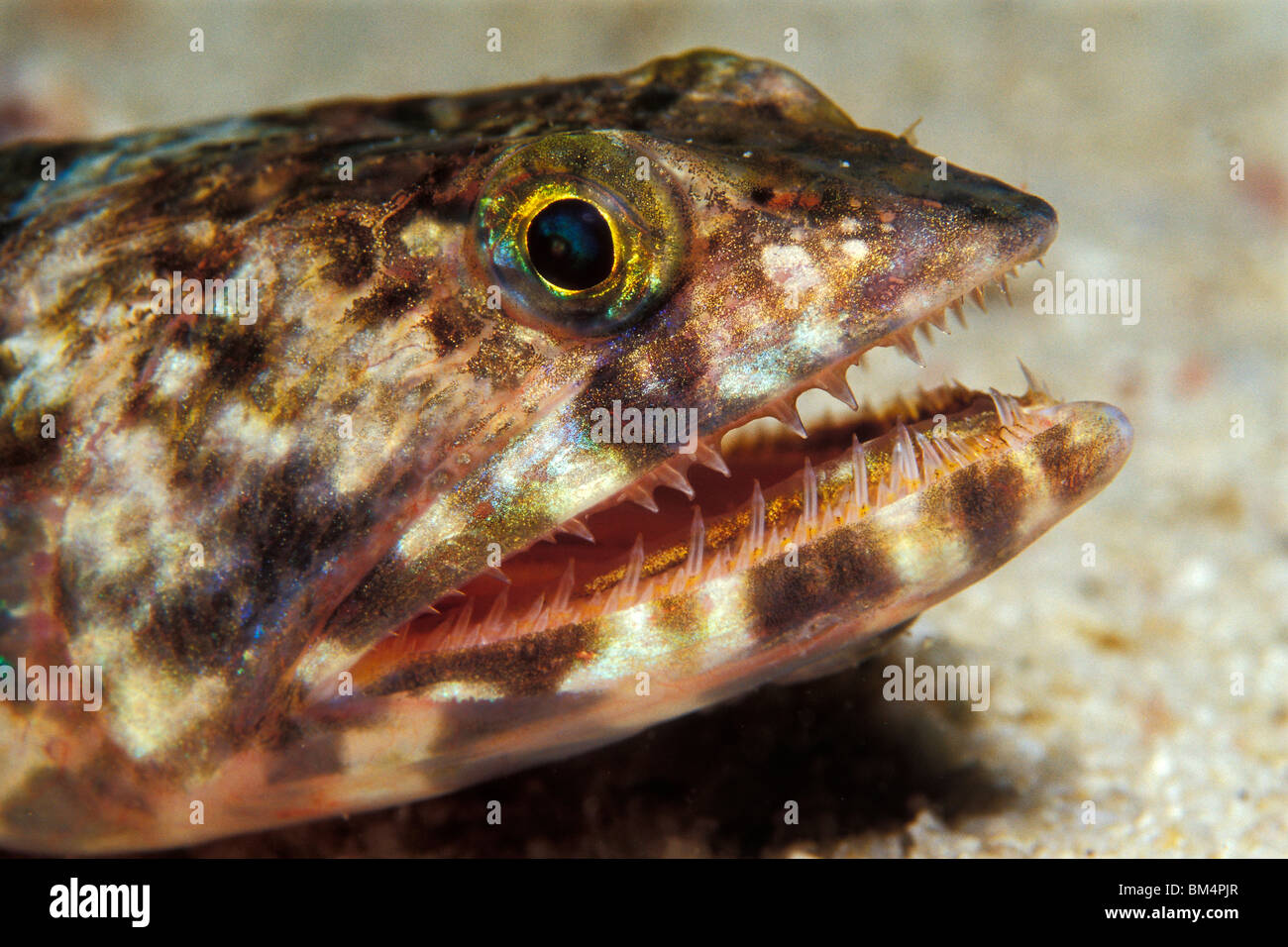 Lizardfish, Synodus sp., Phuket, Andaman Sea, Thailand Stock Photo - Alamy