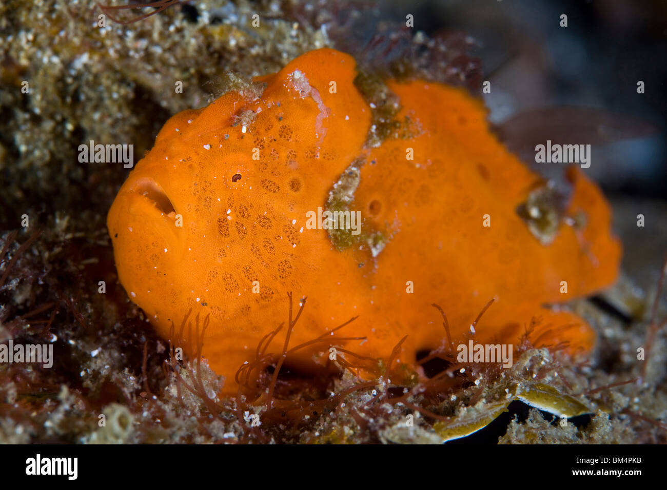 Orange Spotted Frogfish, Antennarius pictus, Lembeh Strait, Sulawesi ...