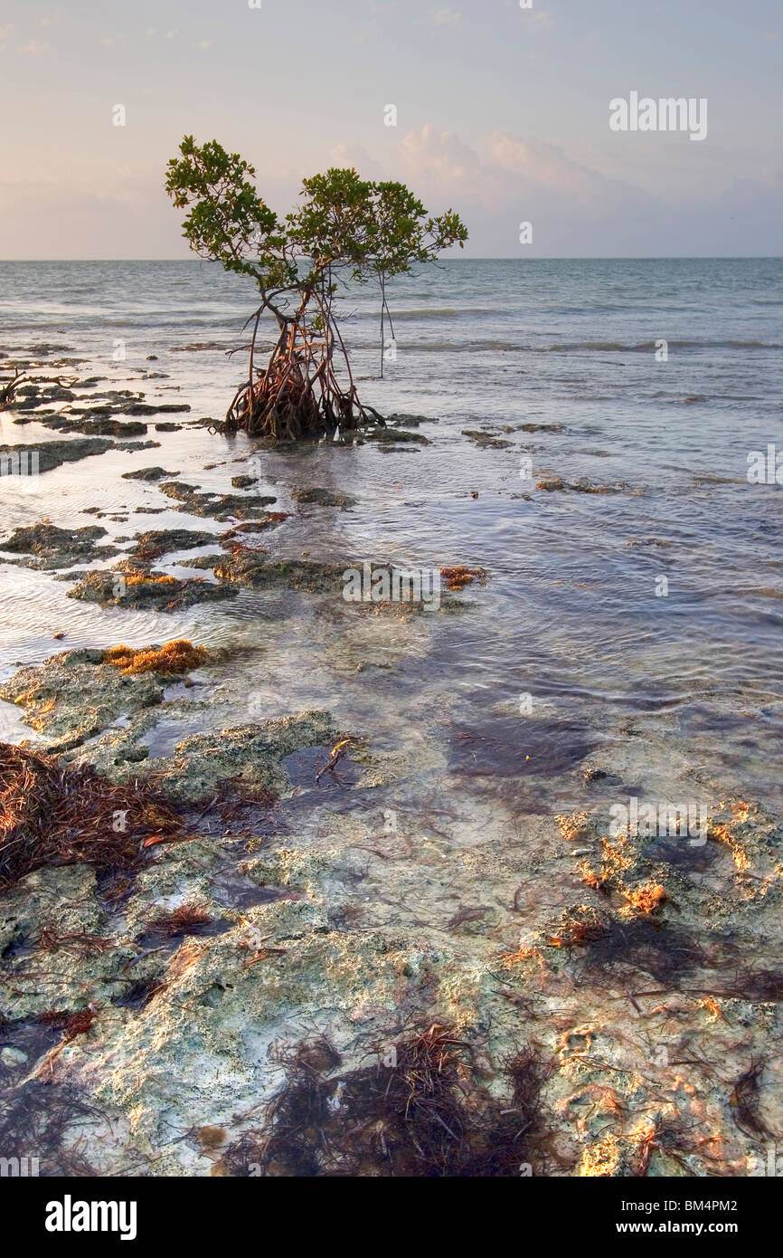 Red mangrove florida keys hi-res stock photography and images - Alamy