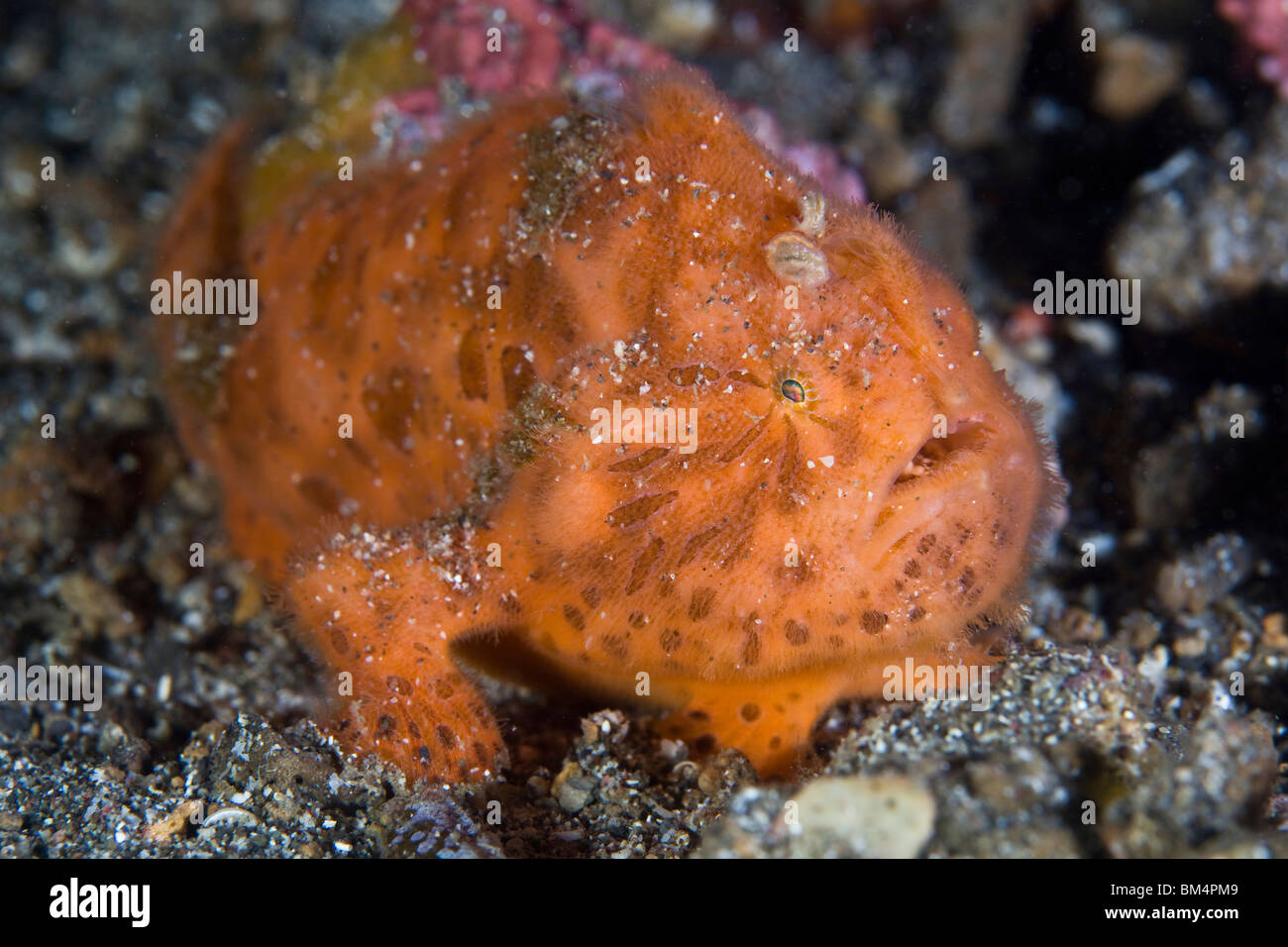 Orange Striated Frogfish, Antennarius striatus, Lembeh Strait, Sulawesi ...