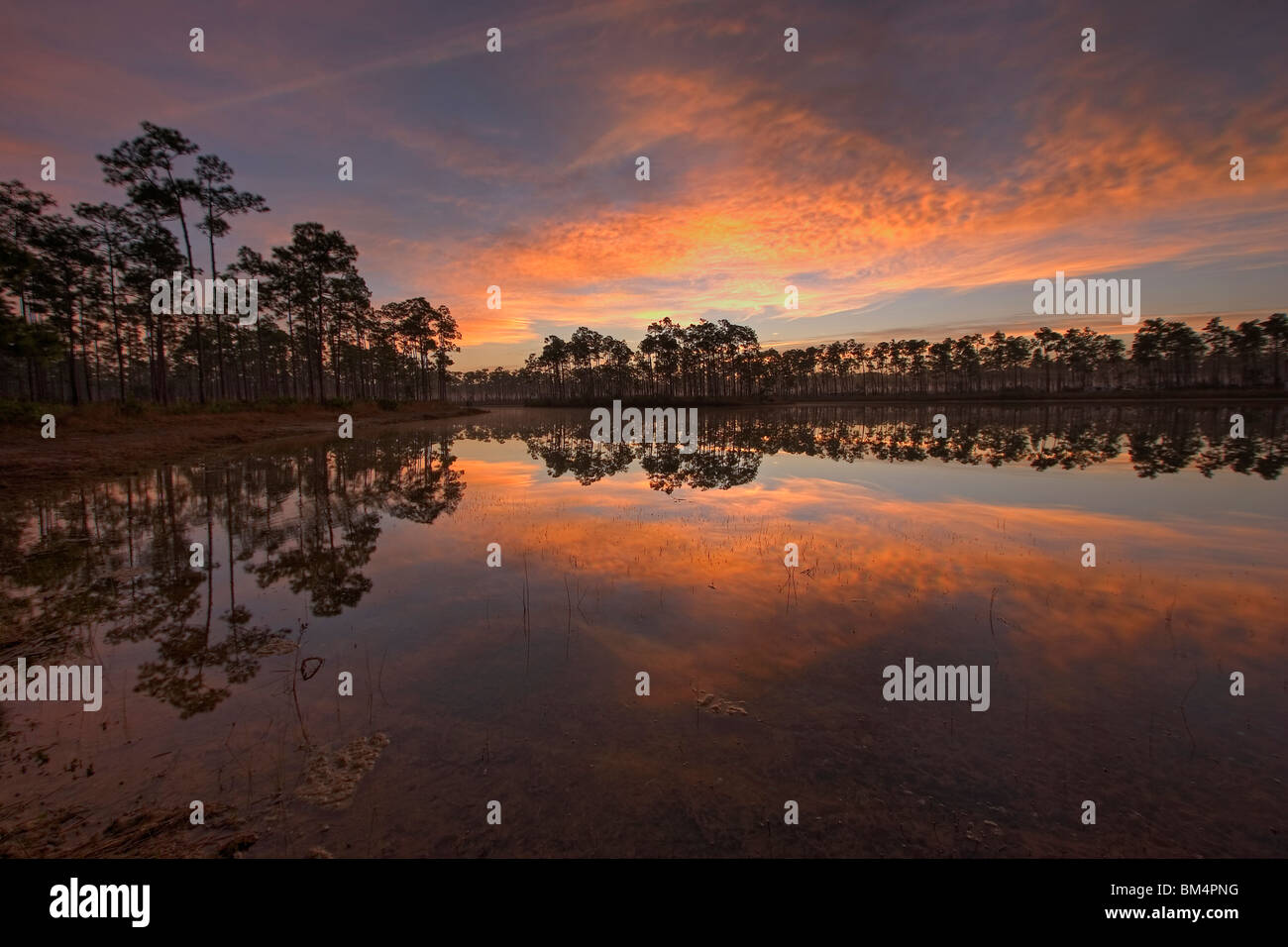 Everglades pine trees hi-res stock photography and images - Alamy