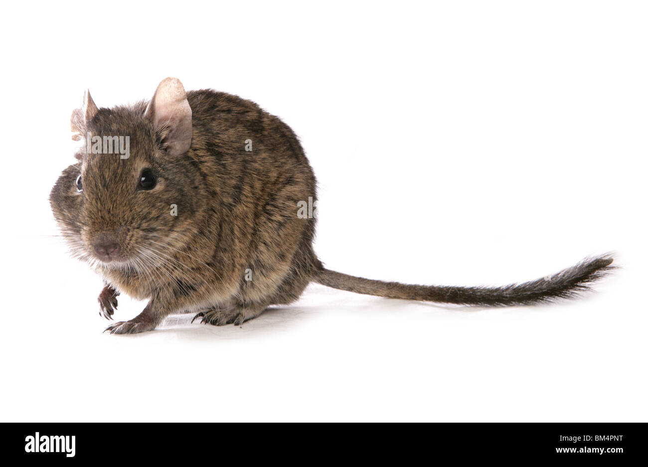Degu octodon degus hi-res stock photography and images - Alamy