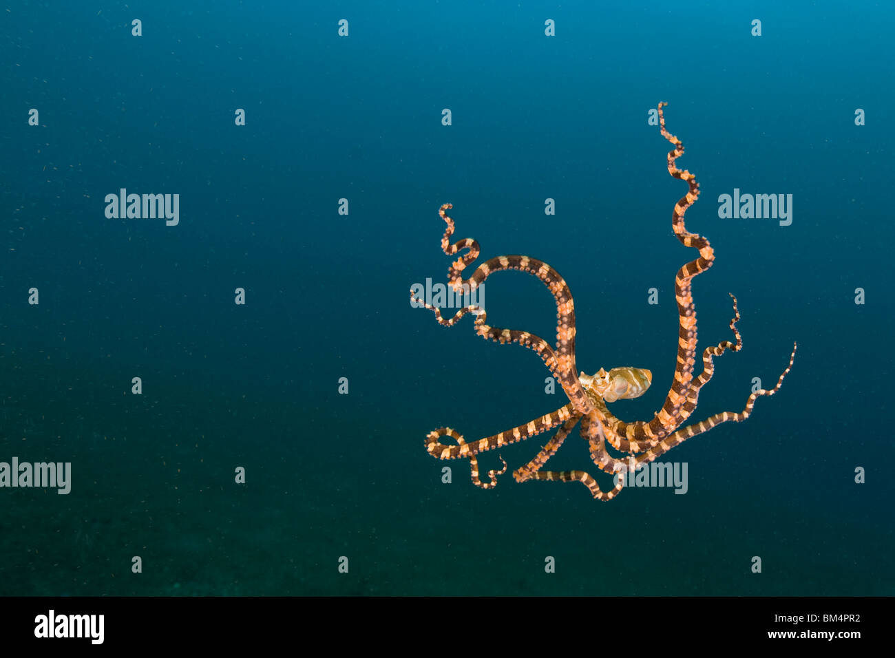 Thaumoctopus mimicus wonderpus hi-res stock photography and images - Alamy