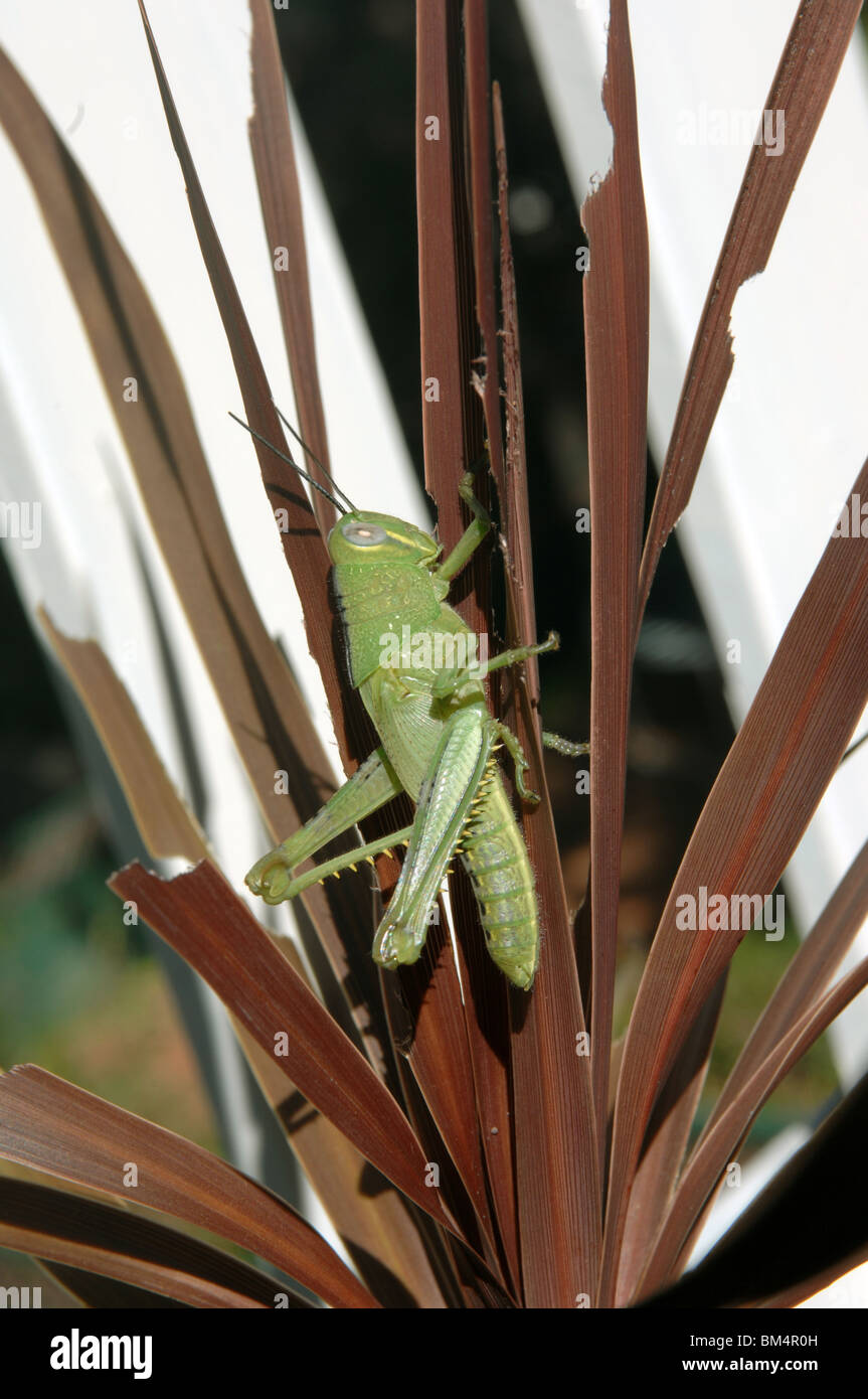 Giant Grasshopper (Valanga irregularis), Helensvale, Queensland ...