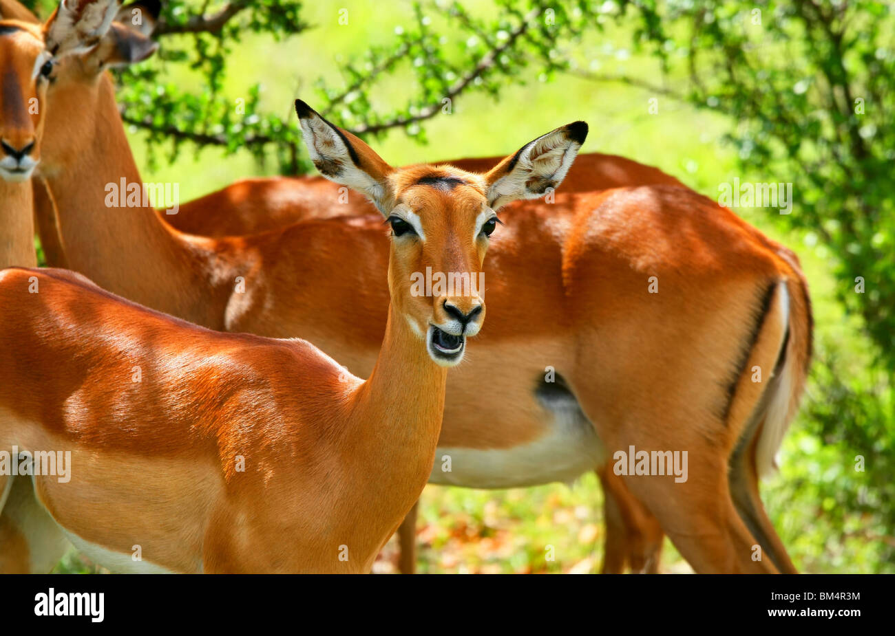 Wild antelope. Africa. Kenya. Samburu national park Stock Photo - Alamy