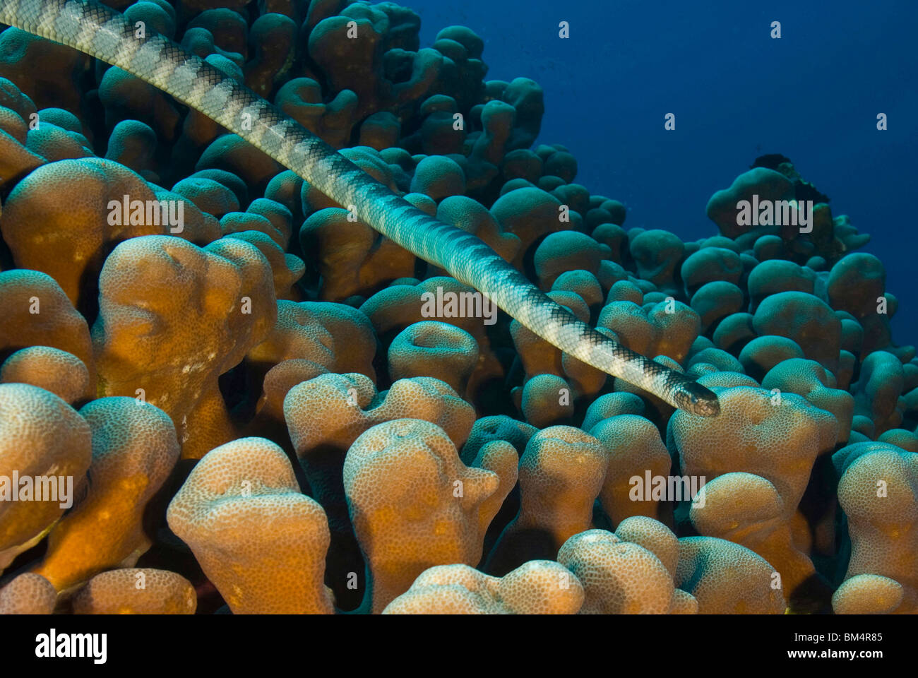 Hydrophis sea snake hi-res stock photography and images - Alamy