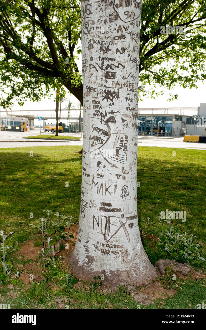 Mutilated tree spain hi-res stock photography and images - Alamy