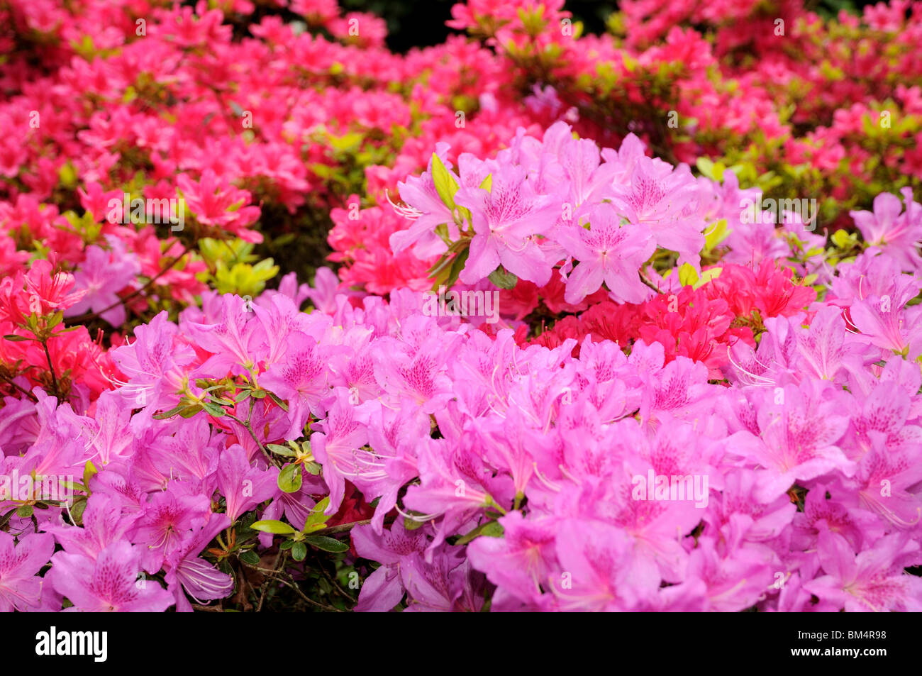 Close up of pink and red flowering Azaleas Stock Photo - Alamy