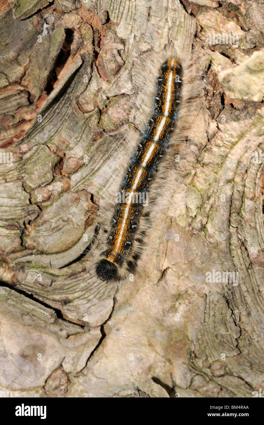 Caterpillar tree hi-res stock photography and images - Alamy