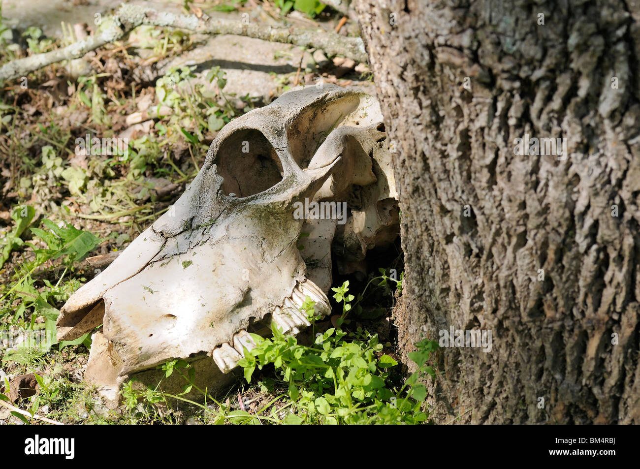Close-up of a cow skull near a tree Stock Photo - Alamy
