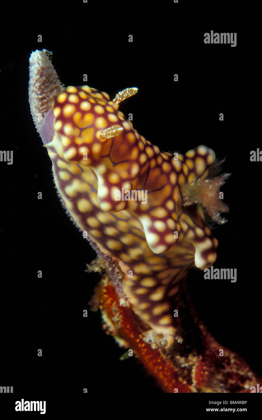 Miamira sp hi-res stock photography and images - Alamy