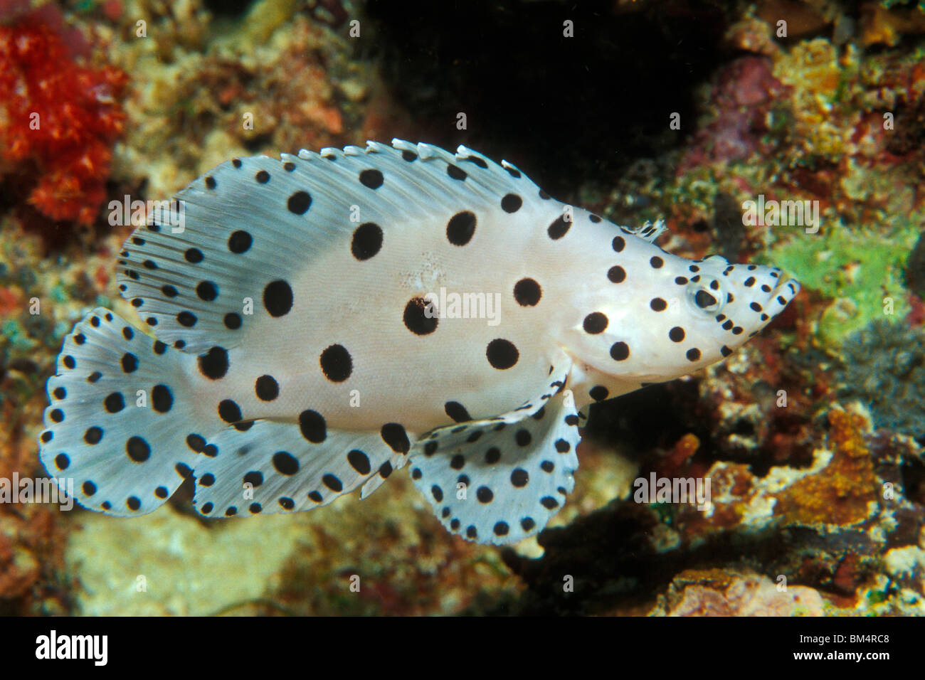 Barramundi Cod High Resolution Stock Photography and Images - Alamy
