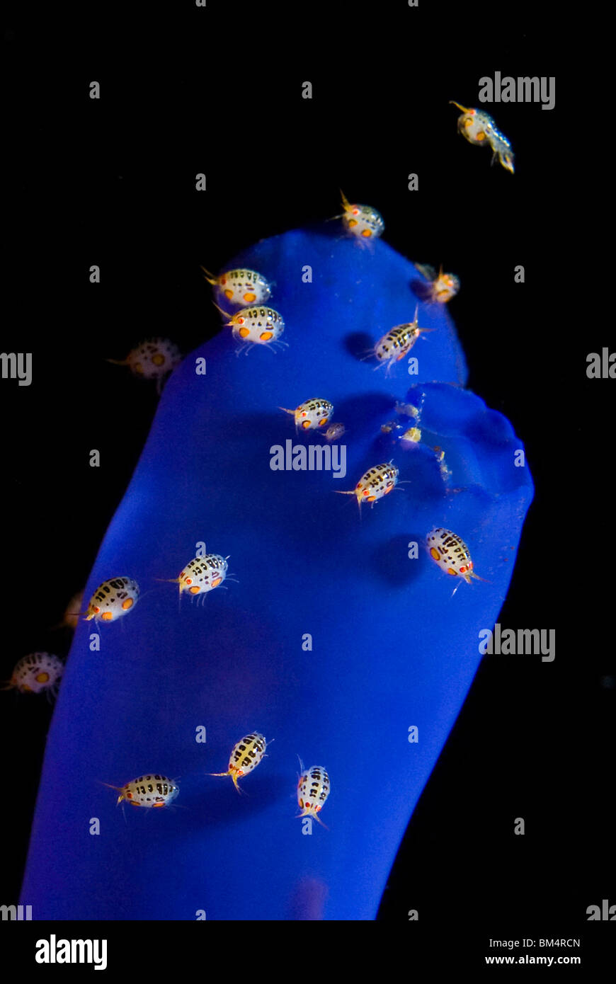 Gammarid amphipod hi-res stock photography and images - Alamy