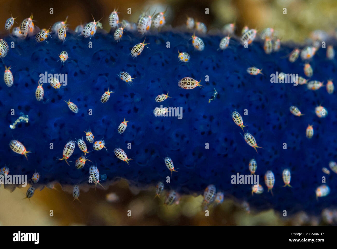 Cyproidea High Resolution Stock Photography and Images - Alamy