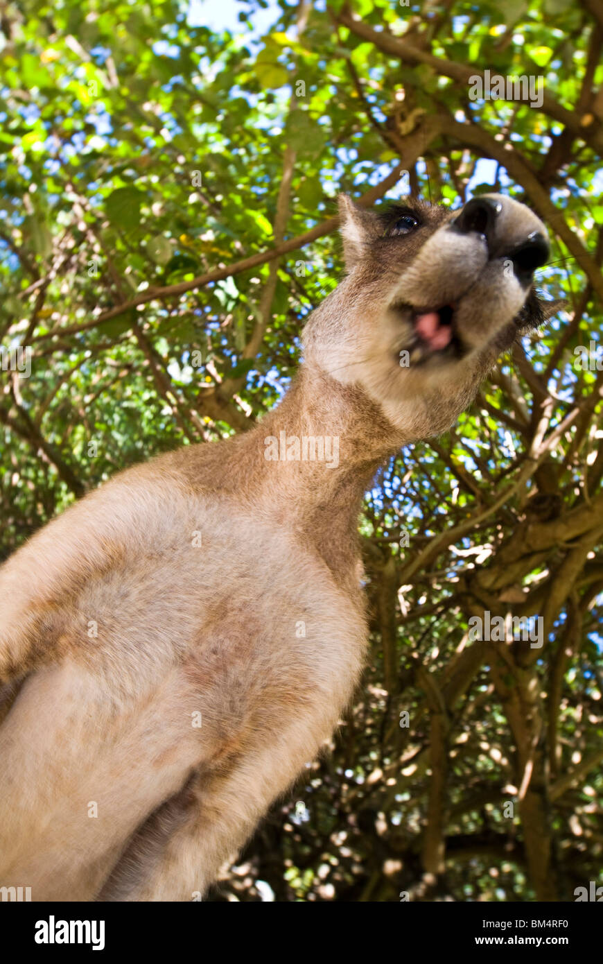 Mammal marsupial mammals marsupial mammal metatheria hi-res stock ...