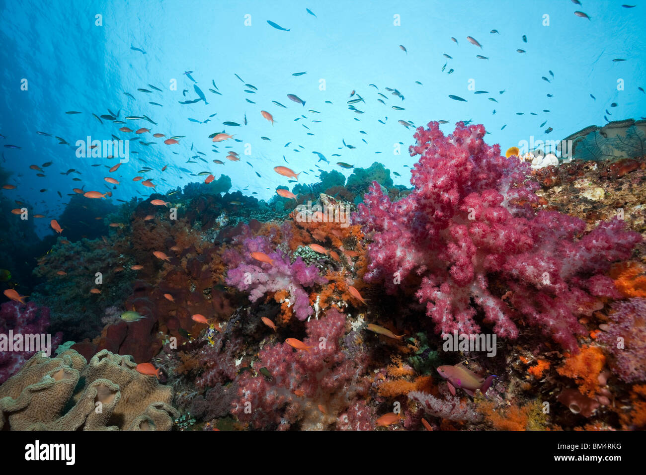 Coral Reef with Soft Corals, Dendronephthya sp., Raja Ampat, West Papua ...